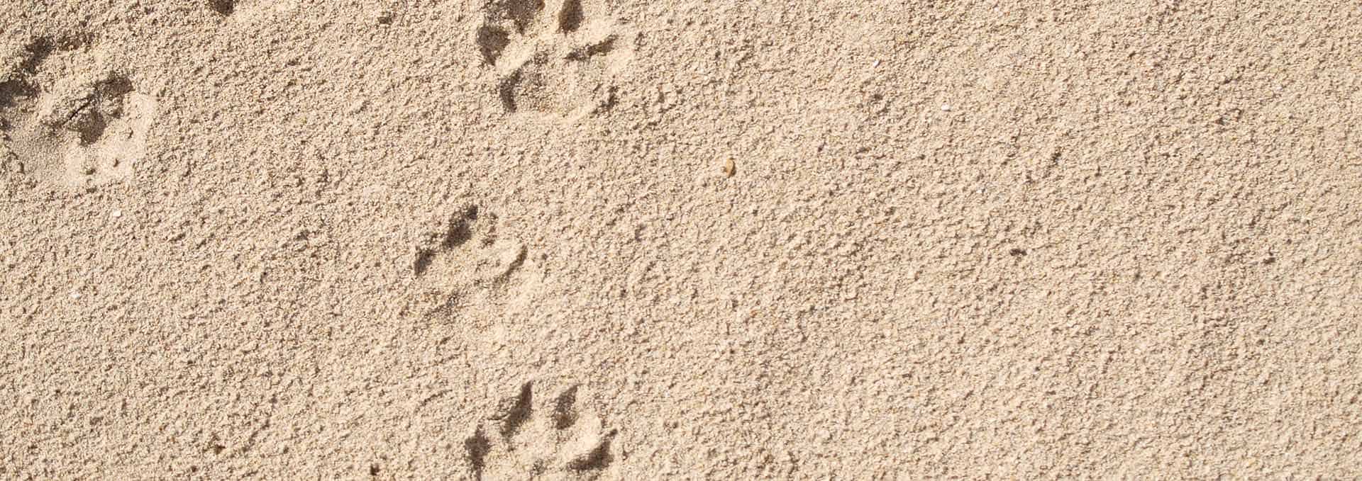 Dog Care South Elgin, IL | WoofBeach Cove Dog Grooming, Training